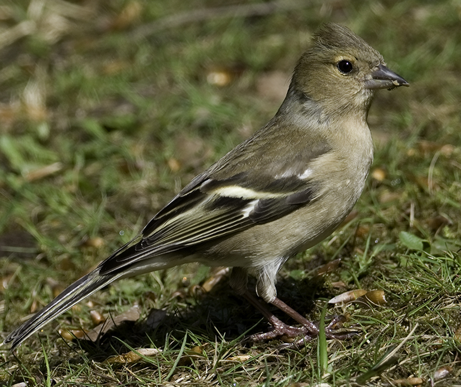 Cheeky_Dave Raggett – The Practical Camera Club (of Southampton)